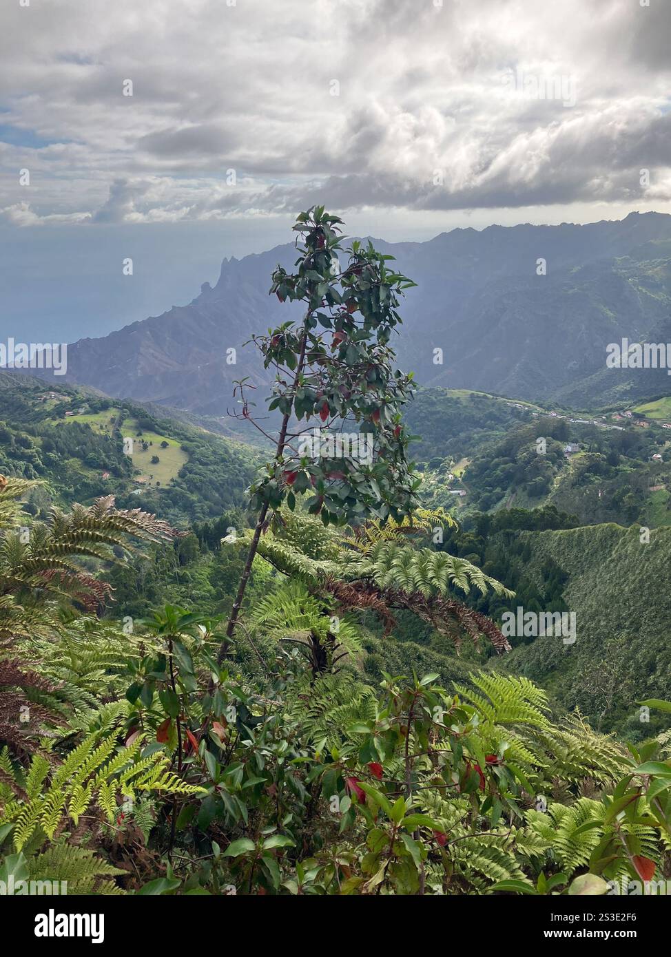red cinchona (Cinchona pubescens Stock Photo - Alamy