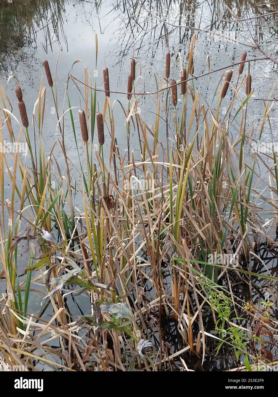 broadleaf cattail (Typha latifolia Stock Photo - Alamy