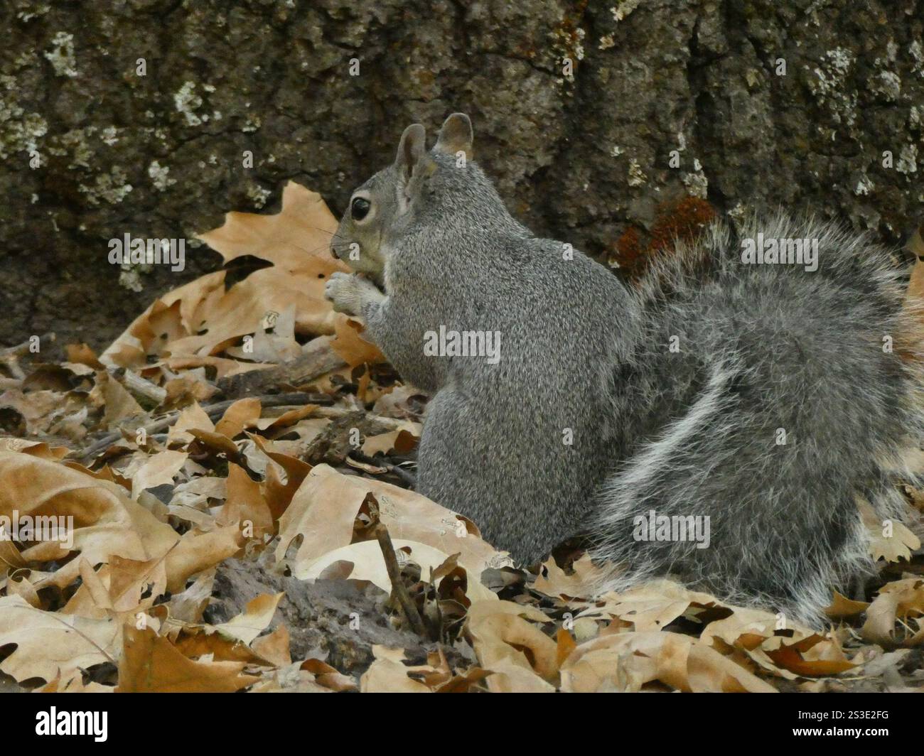 Western Gray Squirrel (Sciurus griseus Stock Photo - Alamy