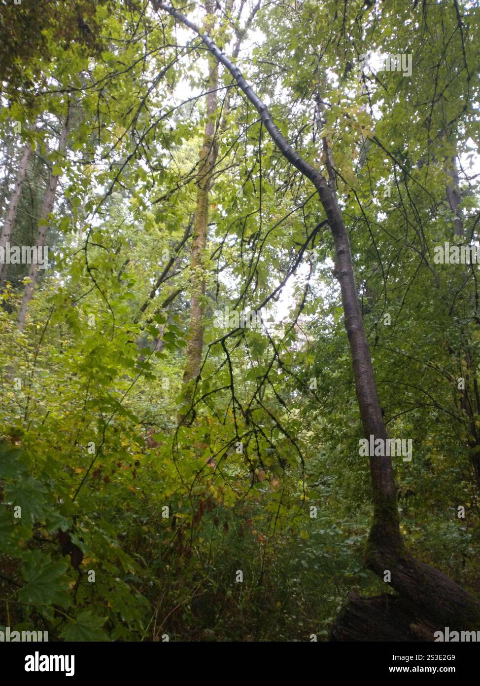 Oregon Ash (Fraxinus latifolia Stock Photo - Alamy