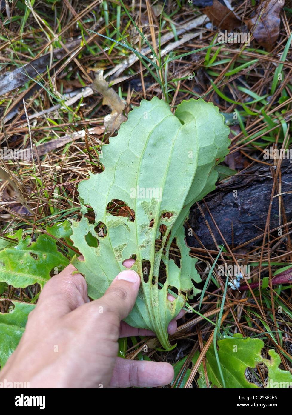 Florida Indian Plantain (Arnoglossum floridanum Stock Photo - Alamy