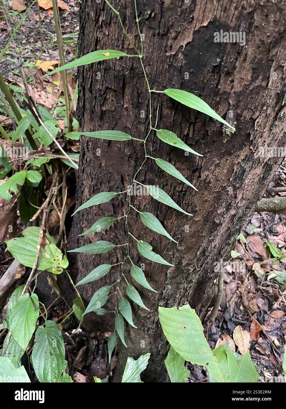 pepper plants (Piper Stock Photo - Alamy