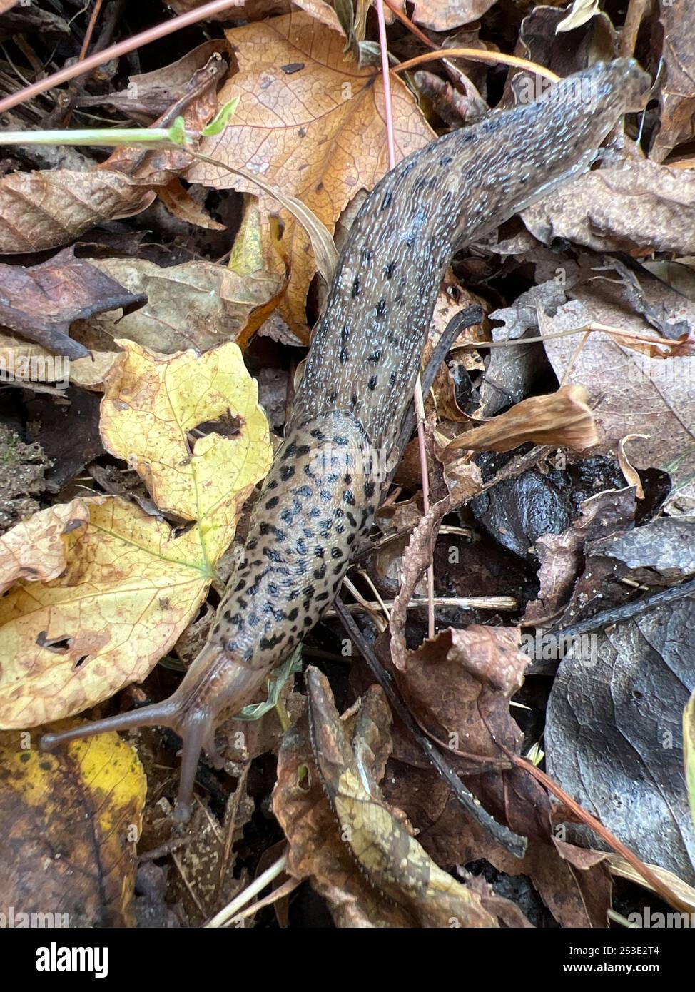 Leopard Slug (Limax maximus Stock Photo - Alamy