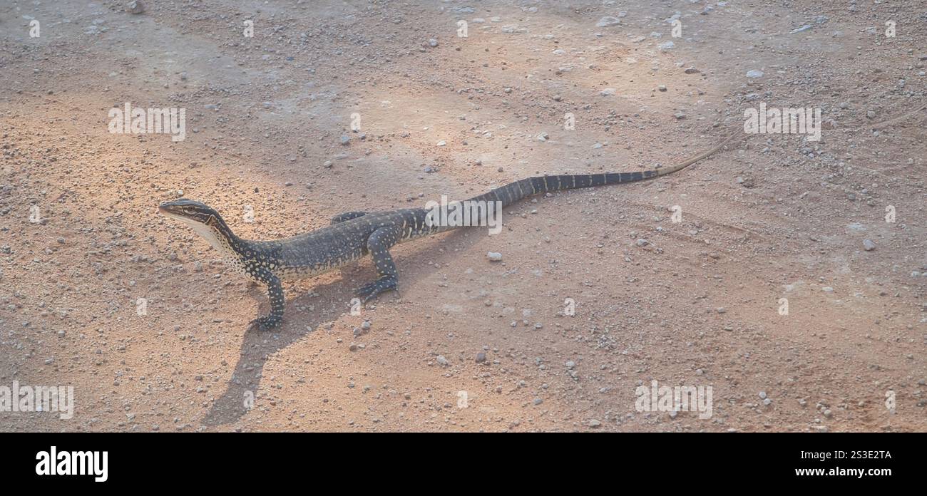 Sand Goanna (Varanus gouldii Stock Photo - Alamy