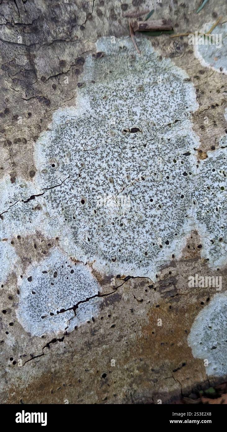Common Script Lichen (Graphis scripta Stock Photo - Alamy