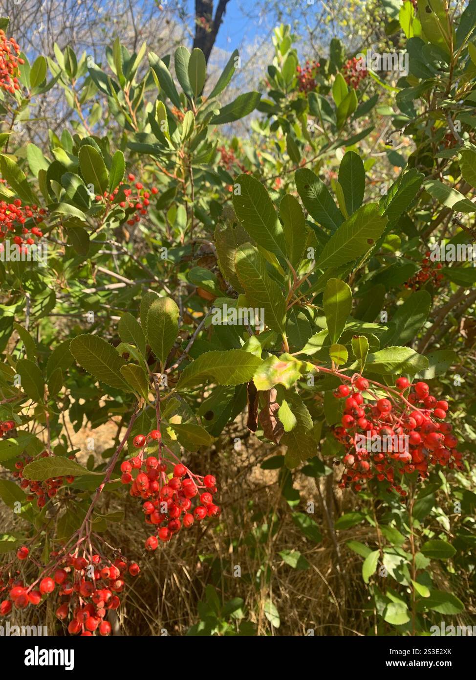 Toyon (Heteromeles arbutifolia Stock Photo - Alamy