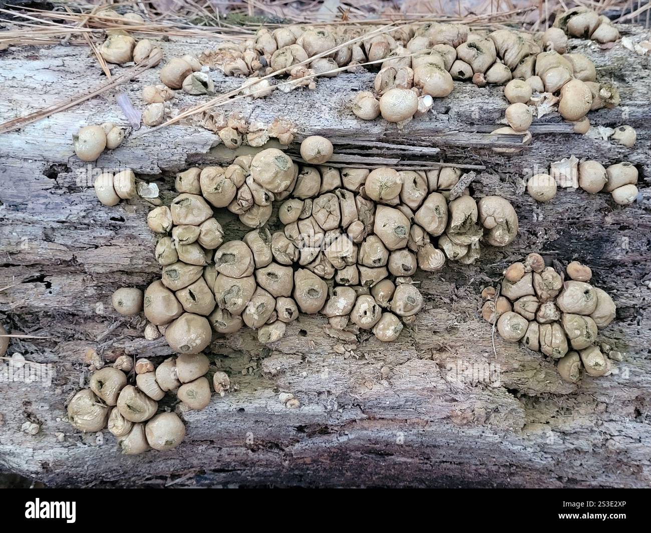 Pear-shaped Puffball (Apioperdon pyriforme Stock Photo - Alamy