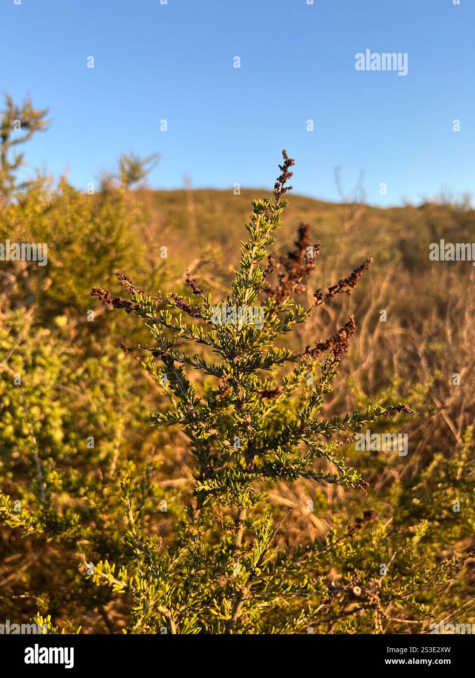 chamise (Adenostoma fasciculatum Stock Photo - Alamy