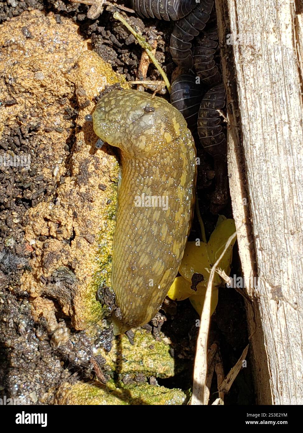 Yellow Cellar Slug (Limacus flavus Stock Photo - Alamy