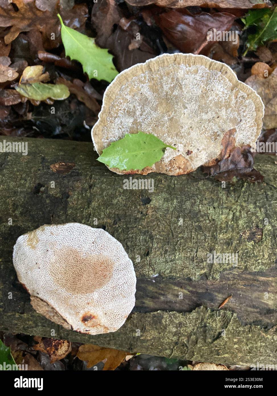 Thin-walled Maze Polypore (Daedaleopsis confragosa Stock Photo - Alamy