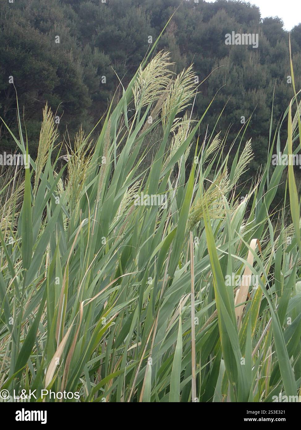 common reed (Phragmites australis Stock Photo - Alamy