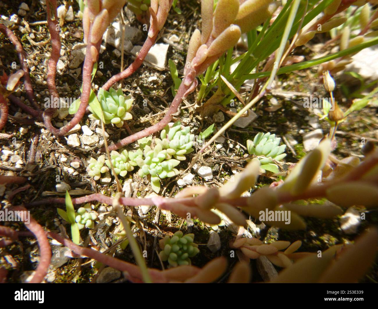 Spanish Stonecrop (Sedum hispanicum Stock Photo - Alamy