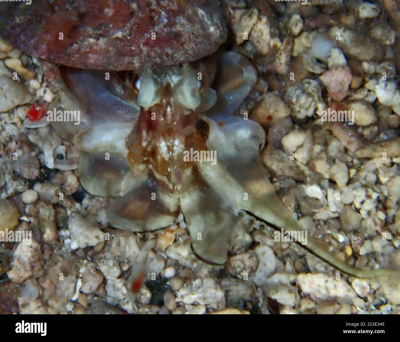 Typical Octopuses (Octopodidae Stock Photo - Alamy
