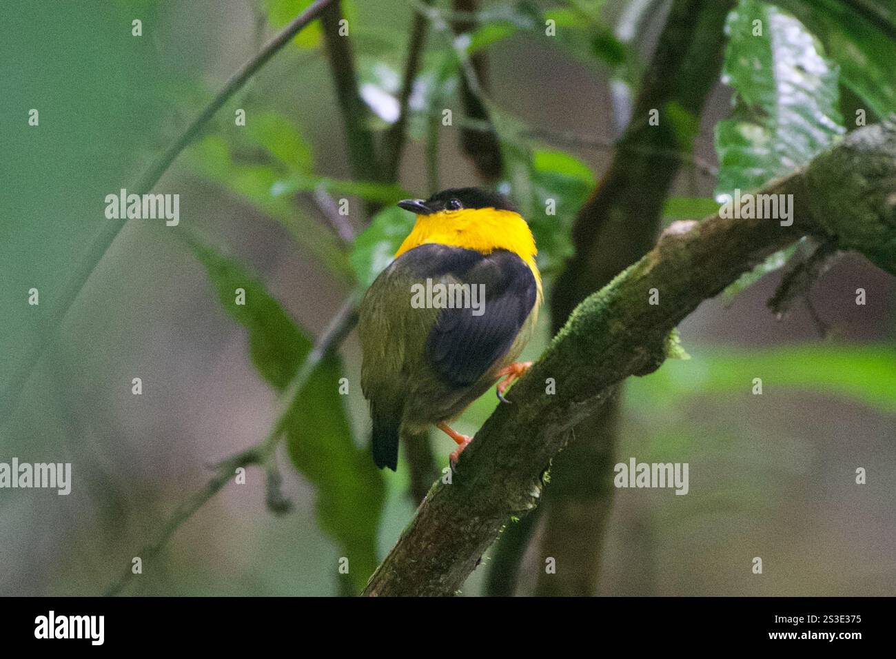 Golden-collared Manakin (Manacus vitellinus Stock Photo - Alamy