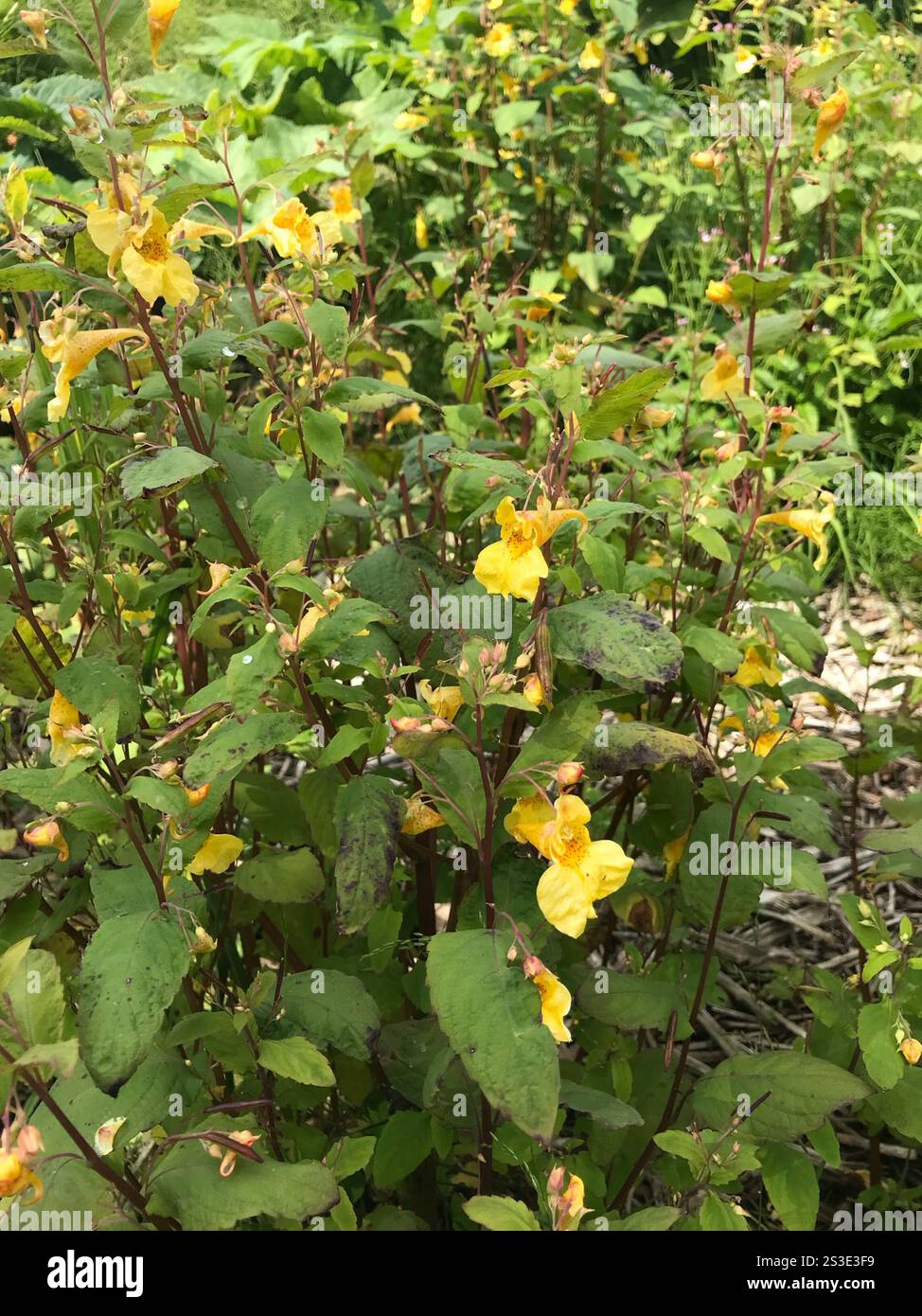 Touch-me-not Balsam (Impatiens noli-tangere Stock Photo - Alamy