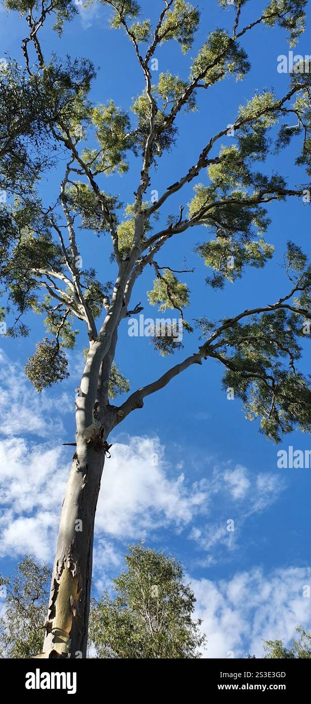 Carbeen (Corymbia tessellaris Stock Photo - Alamy