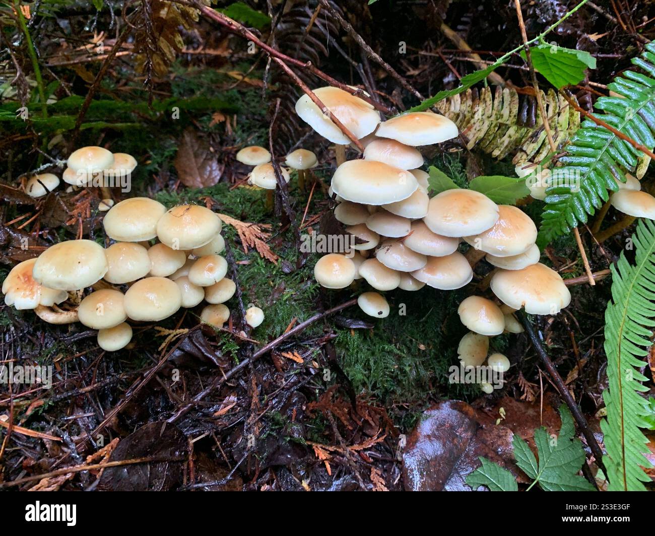 Sulphur Tuft (Hypholoma fasciculare Stock Photo - Alamy