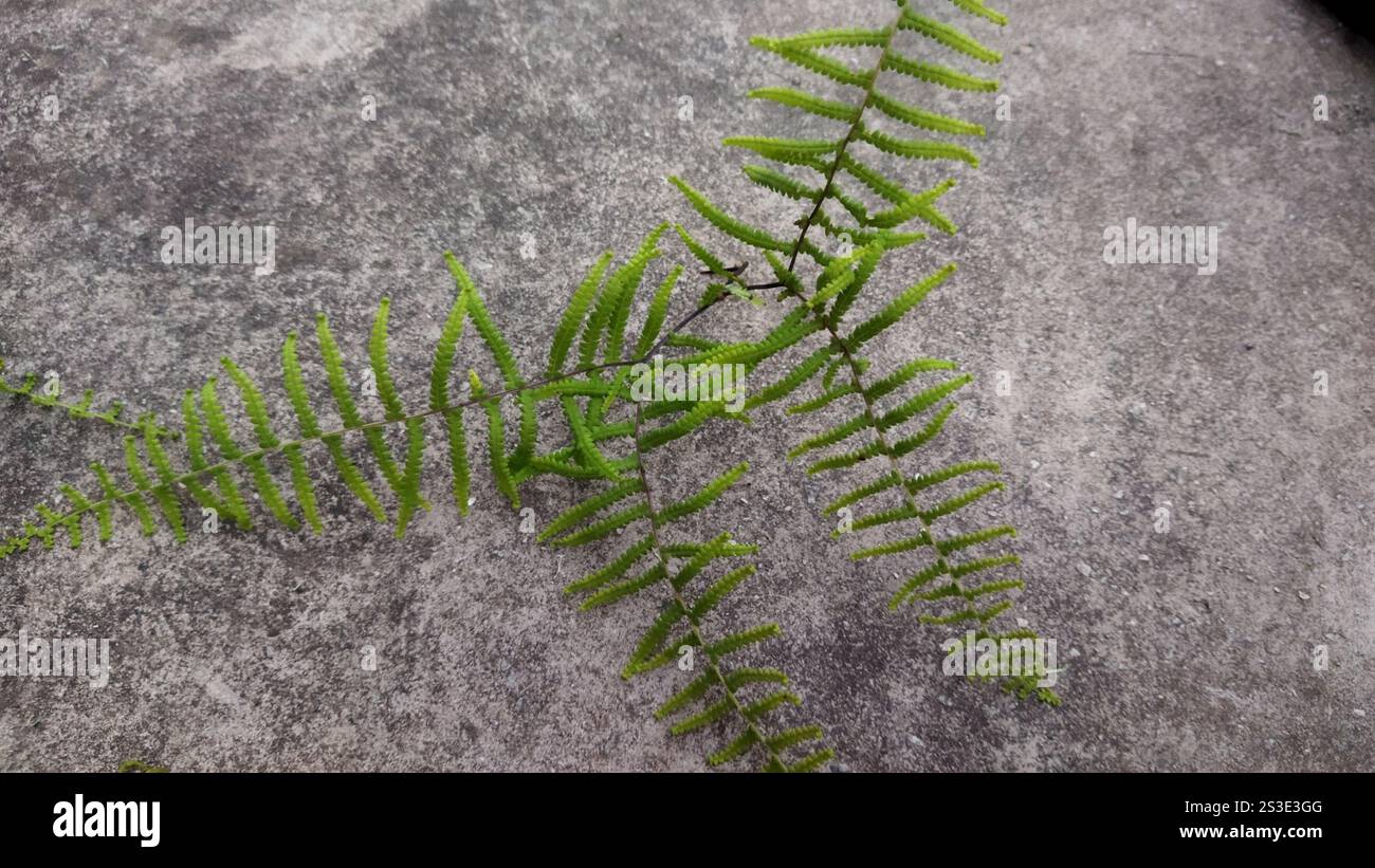 Coral Fern (Gleichenia polypodioides Stock Photo - Alamy