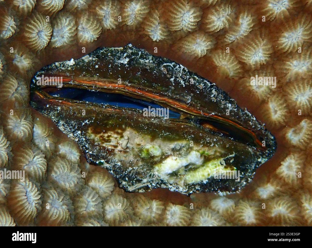 Iridescent Scallop (Pedum spondyloideum Stock Photo - Alamy