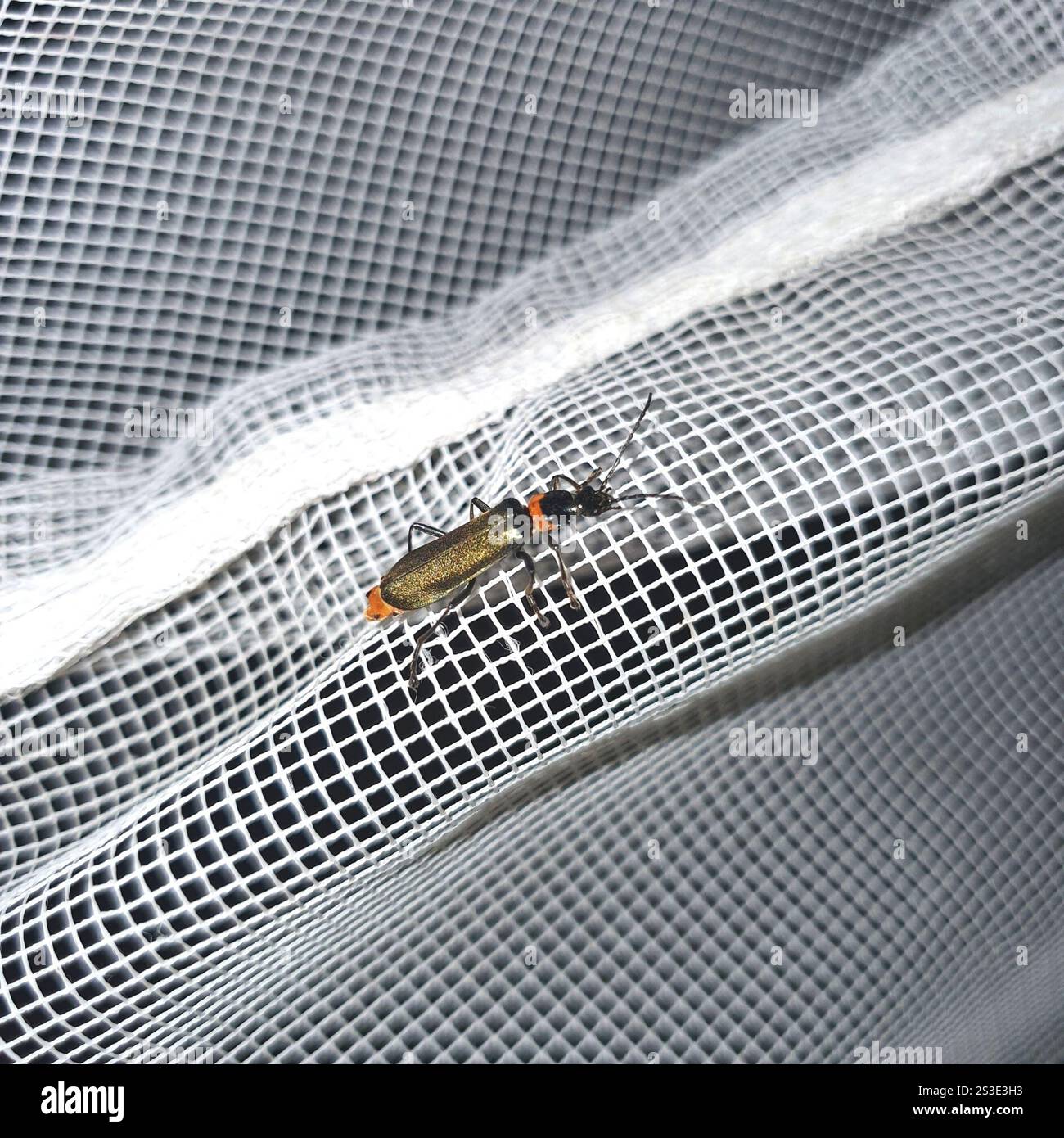 Plague Soldier Beetle (Chauliognathus lugubris Stock Photo - Alamy