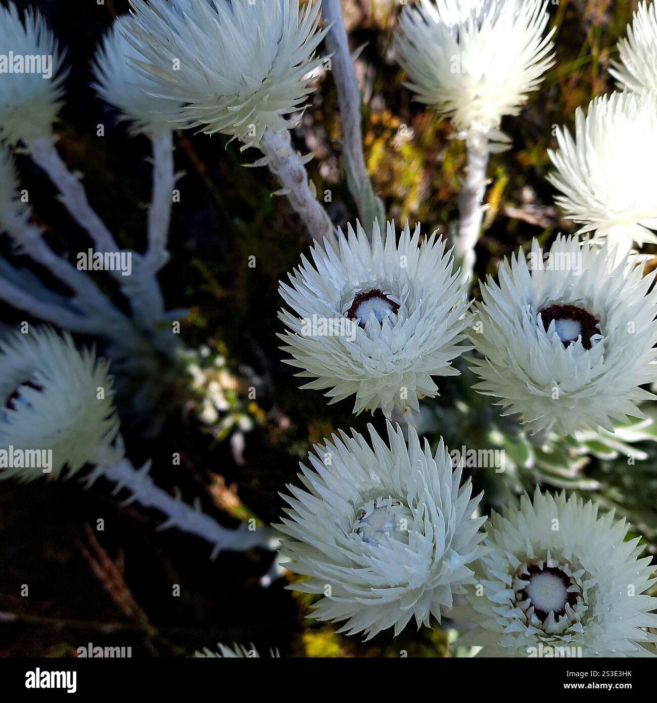 Cape Snow (Syncarpha vestita Stock Photo - Alamy