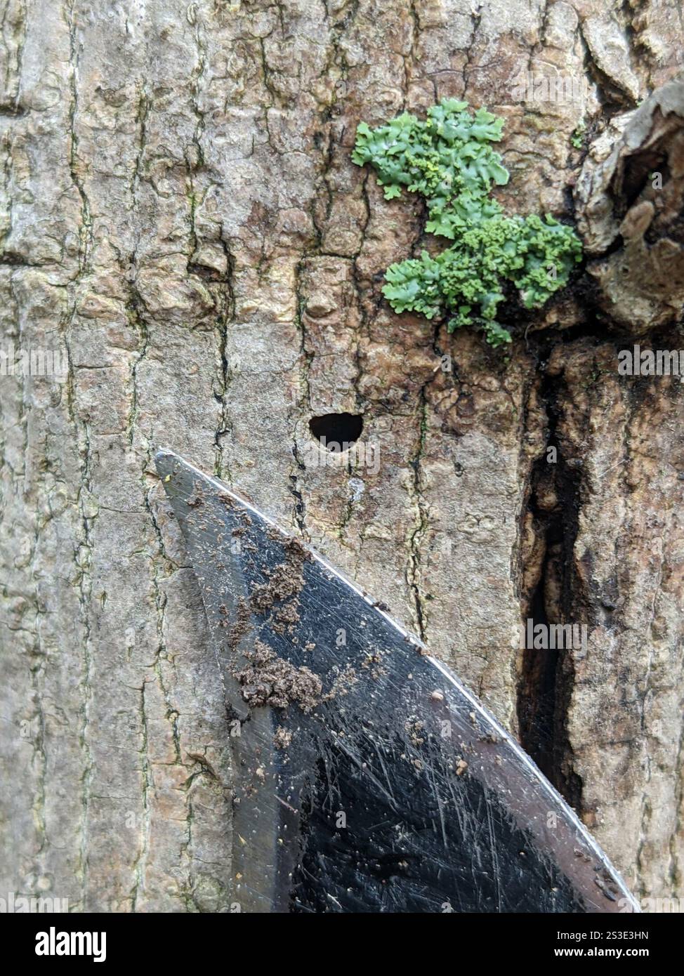 Emerald Ash Borer (Agrilus planipennis Stock Photo - Alamy