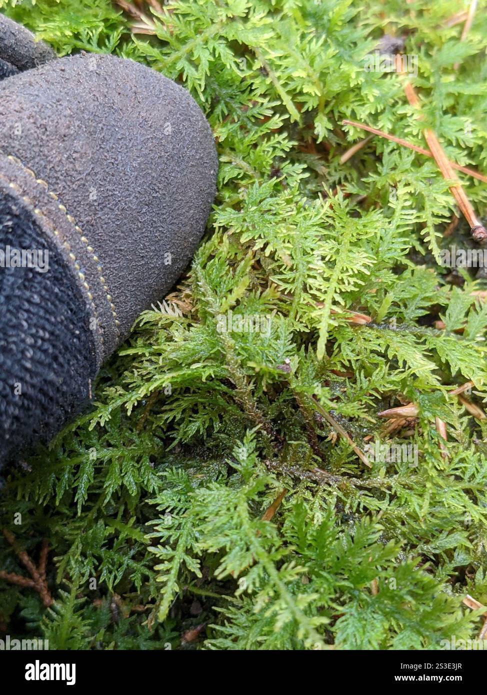 fern mosses (Thuidium Stock Photo - Alamy