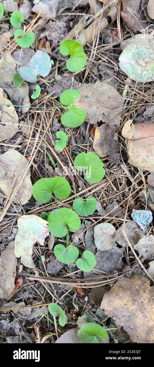 kidney weed (Dichondra repens Stock Photo - Alamy