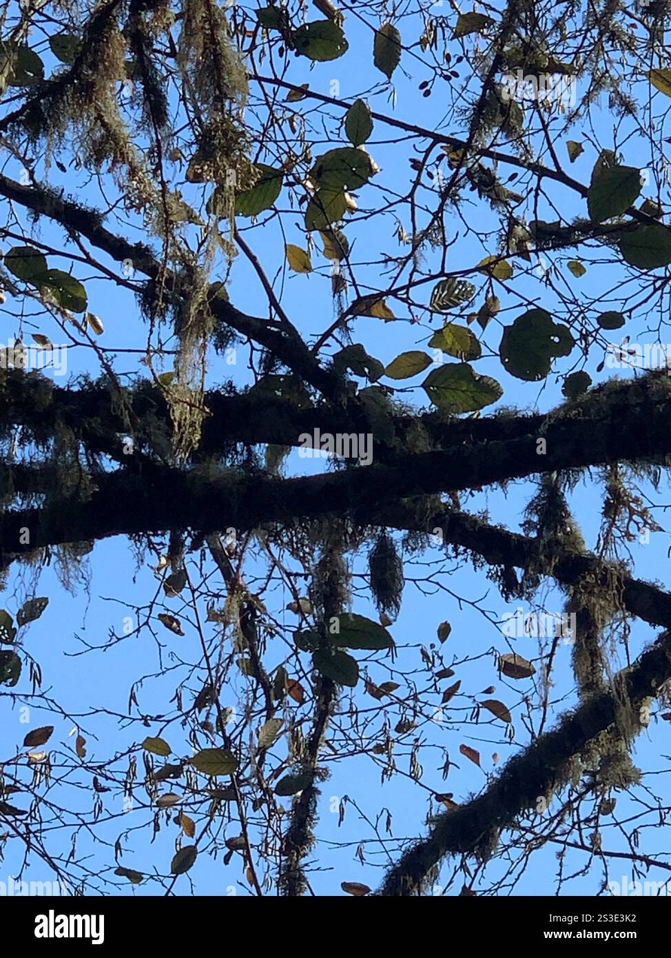 white alder (Alnus rhombifolia Stock Photo - Alamy