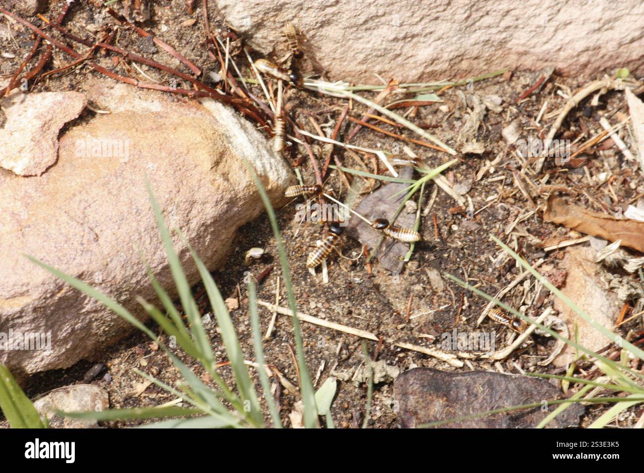Northern Harvester Termite (Hodotermes mossambicus Stock Photo - Alamy