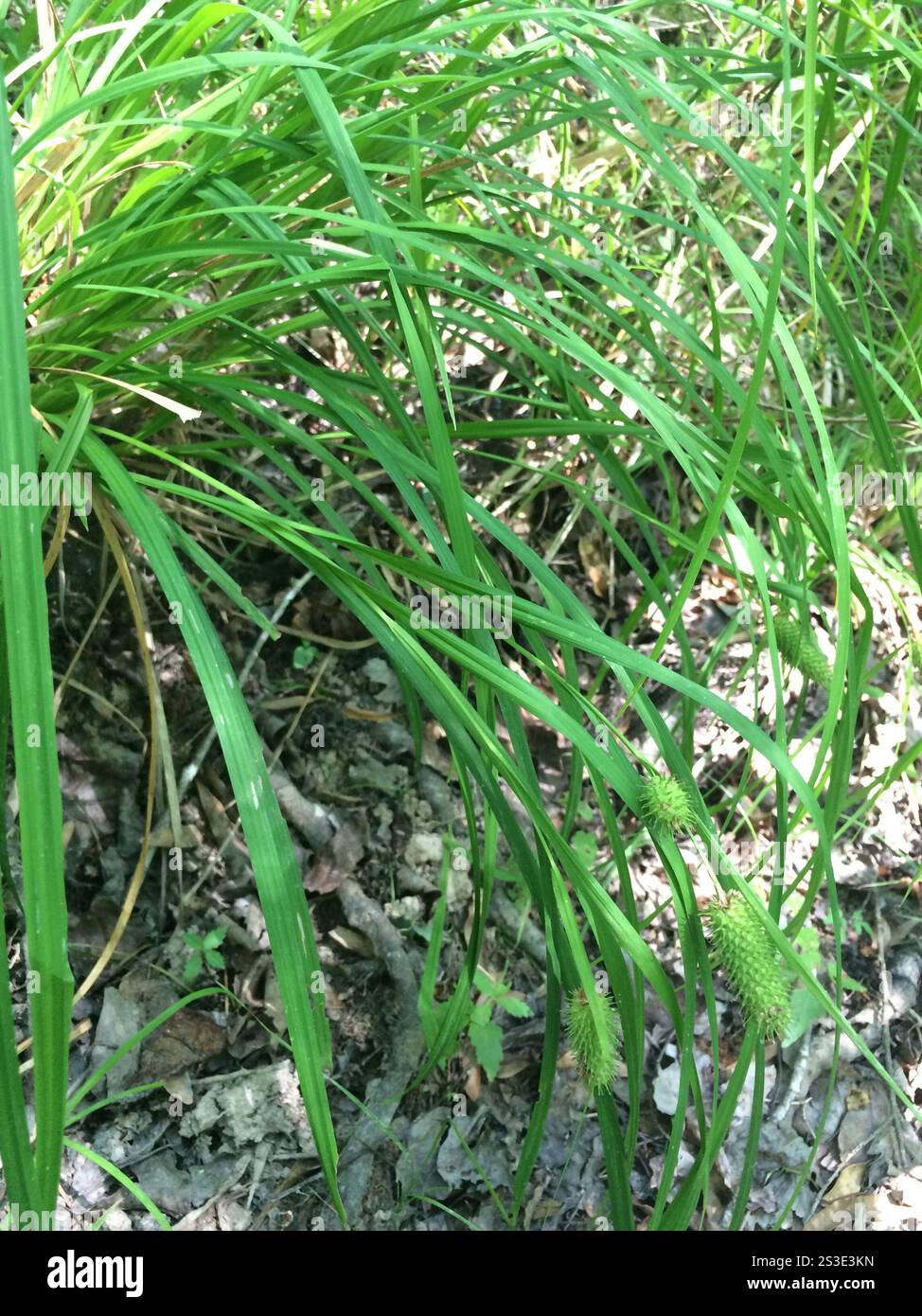 cattail sedge (Carex typhina Stock Photo - Alamy