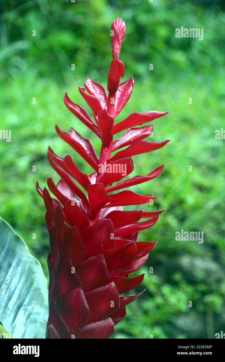 Single Red Alpinia Purpurata (Red Ginger) Flower on Display at Jardin ...
