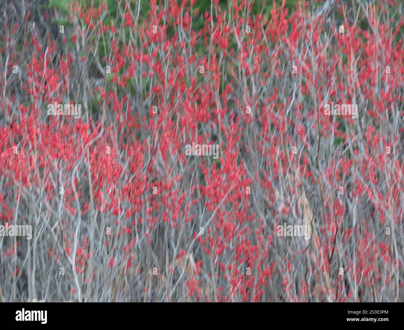 winterberry holly (Ilex verticillata Stock Photo - Alamy
