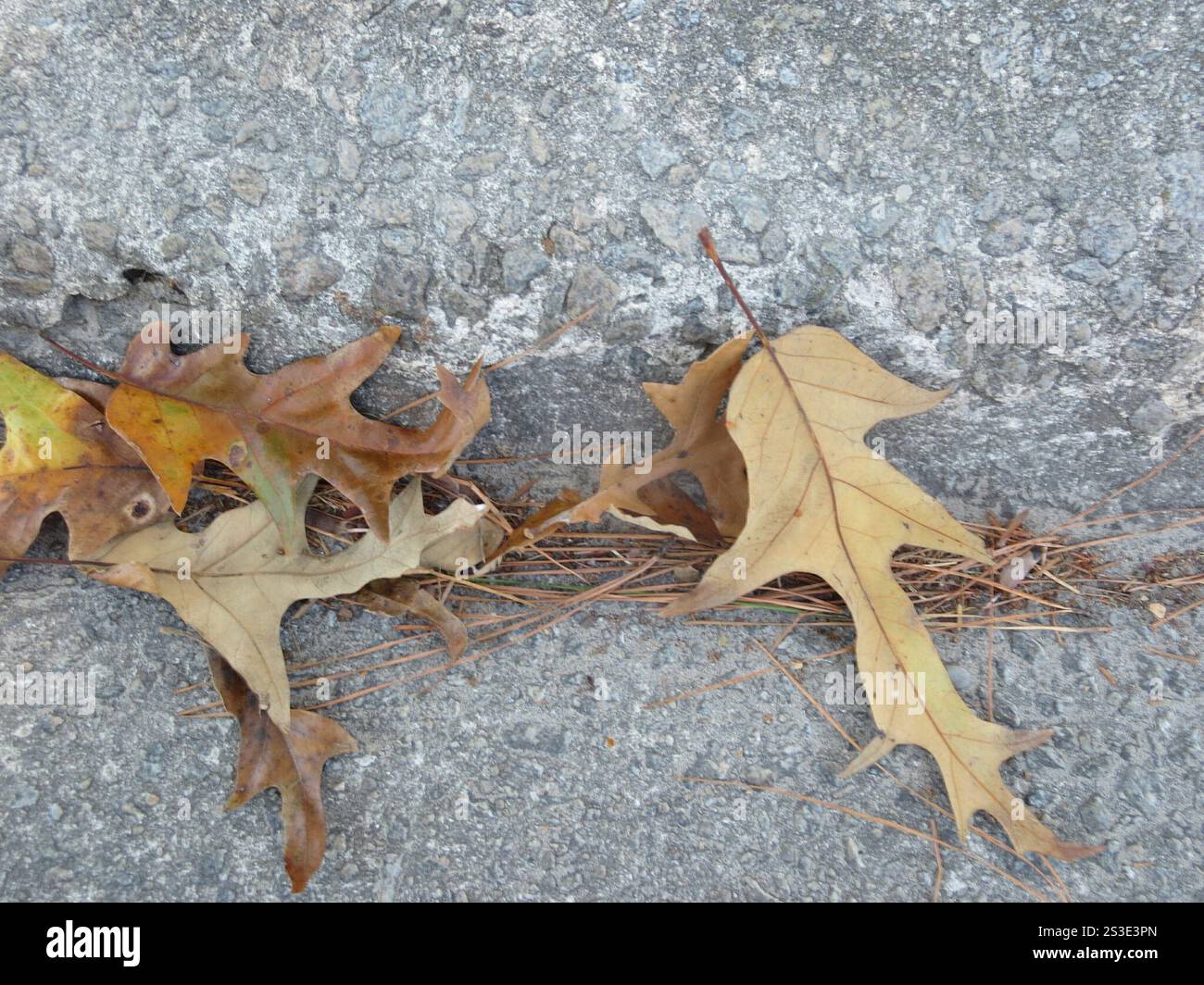 southern red oak (Quercus falcata Stock Photo - Alamy