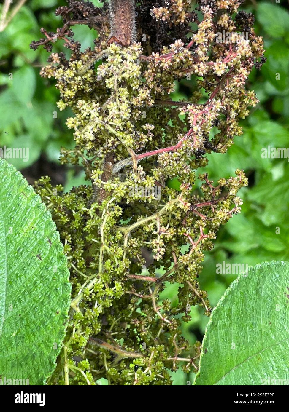 nettle family (Urticaceae Stock Photo - Alamy
