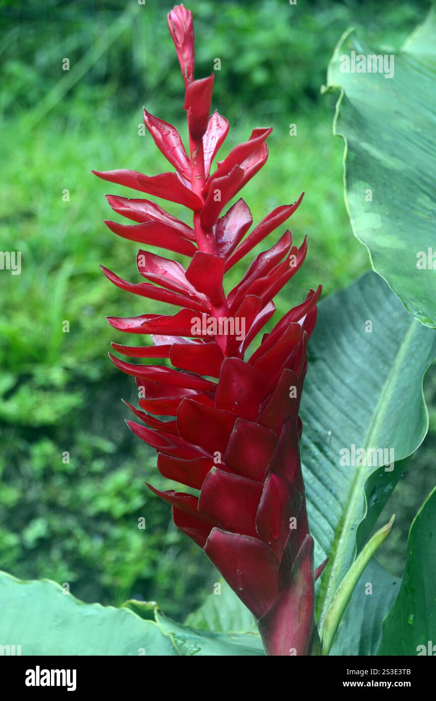 Single Red Alpinia Purpurata (Red Ginger) Flower on Display at Jardin ...