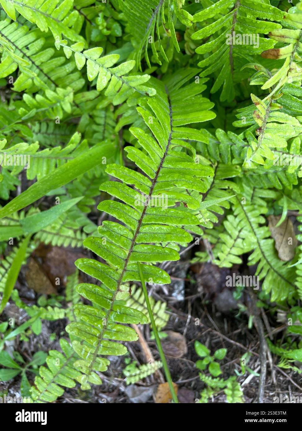 sword ferns (Nephrolepis Stock Photo - Alamy