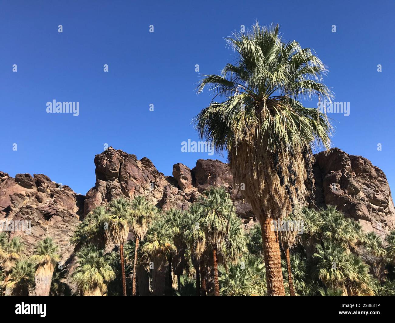 California fan palm (Washingtonia filifera Stock Photo - Alamy