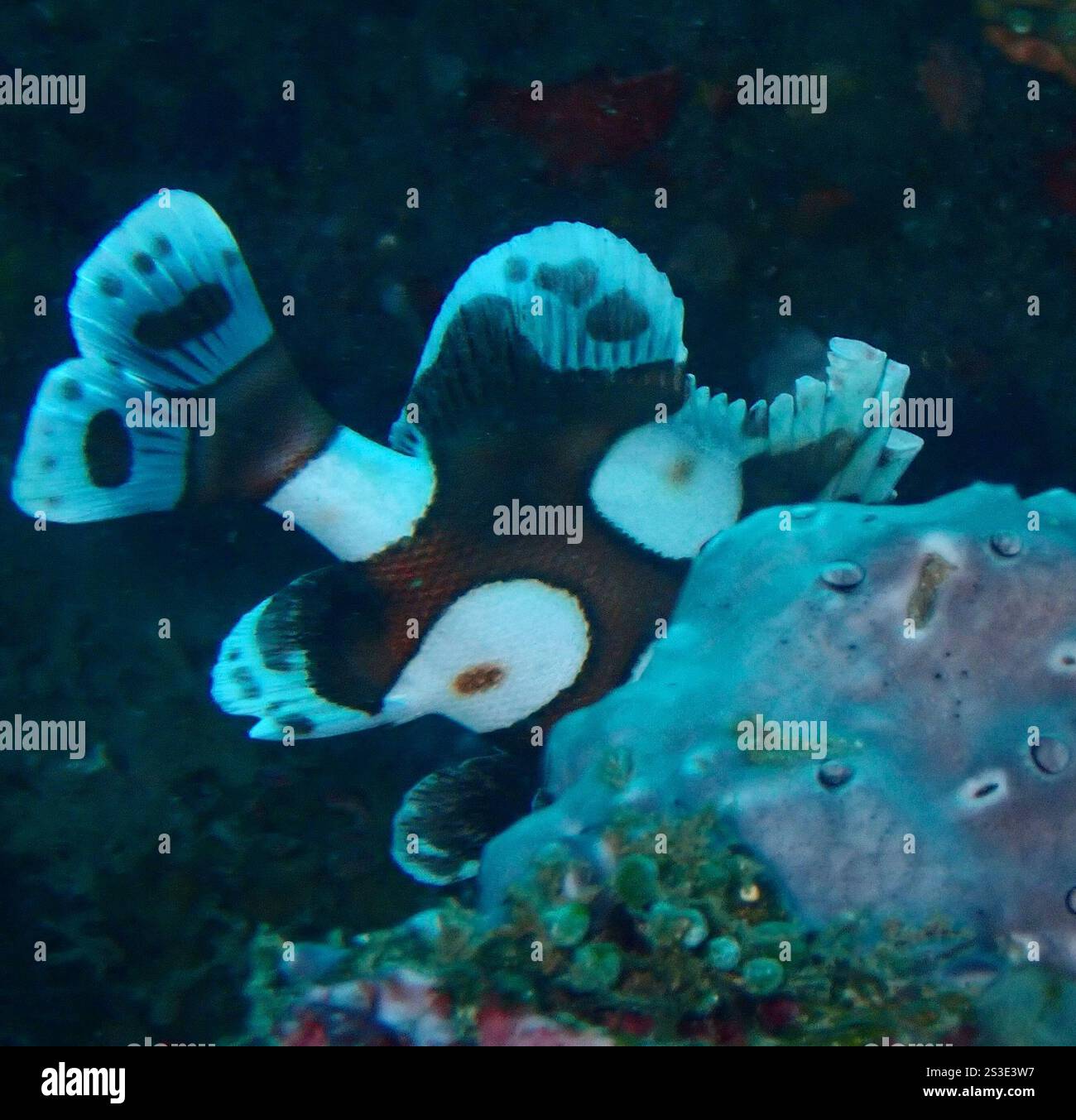 Harlequin Sweetlips (Plectorhinchus chaetodonoides Stock Photo - Alamy