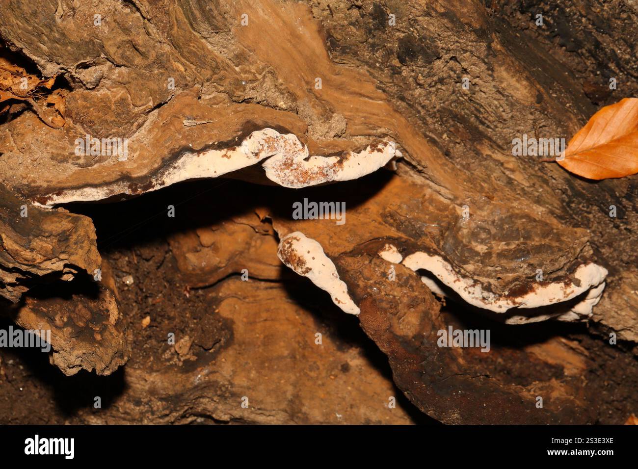 southern bracket (Ganoderma australe Stock Photo - Alamy