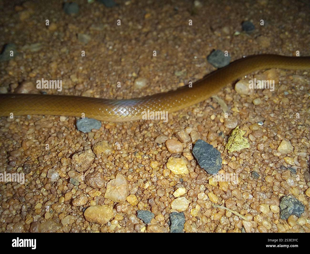 Cape Centipede-Eater (Aparallactus capensis Stock Photo - Alamy