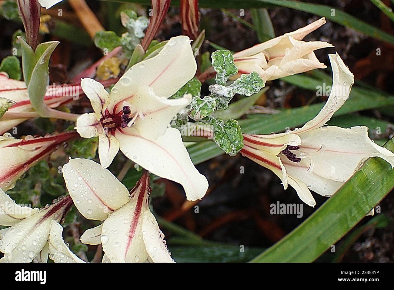 Common Swordlily (Gladiolus floribundus Stock Photo - Alamy