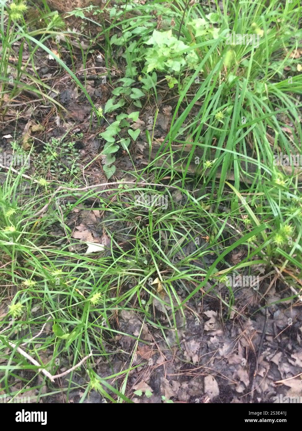 bladder sedge (Carex intumescens Stock Photo - Alamy