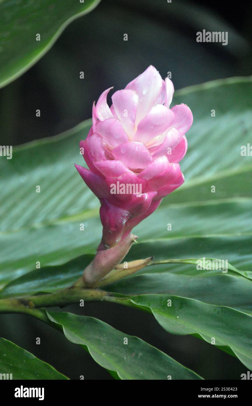 Single Pink Alpinia Purpurata (Red Ginger) Flower on Display at Jardin ...