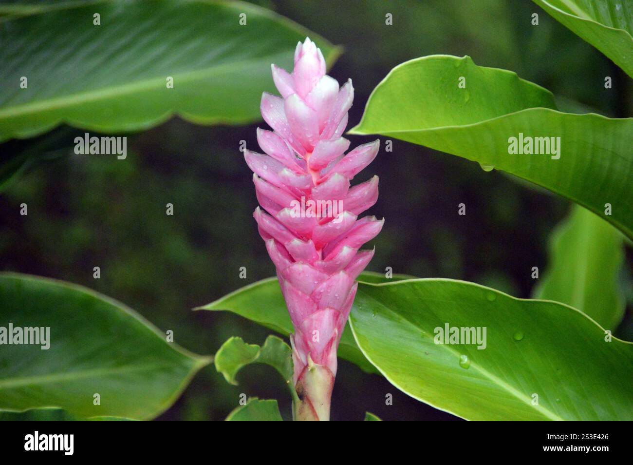 Single Pink Alpinia Purpurata (Red Ginger) Flower on Display at Jardin ...