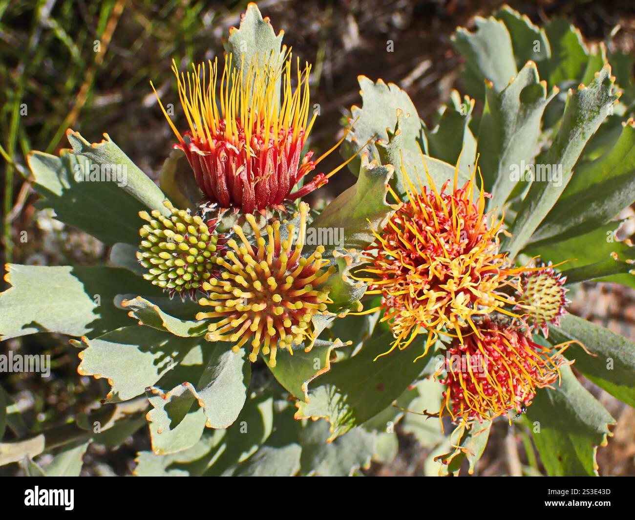 Langeberg Pincushion (Leucospermum mundii Stock Photo - Alamy
