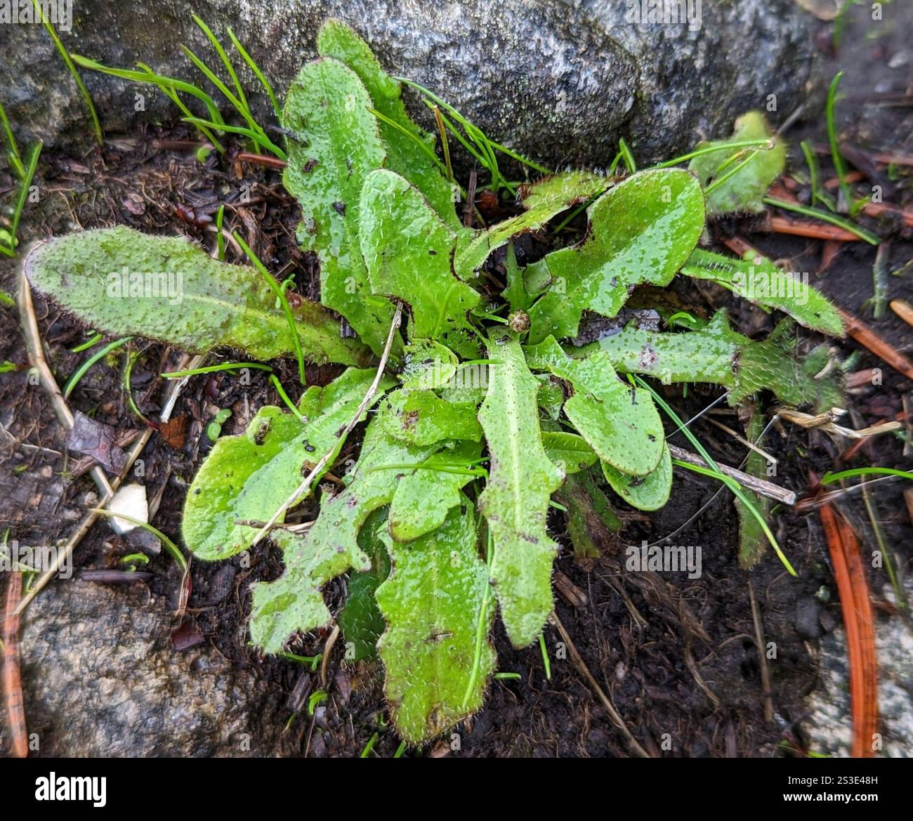Common Cat's-ear (Hypochaeris radicata Stock Photo - Alamy