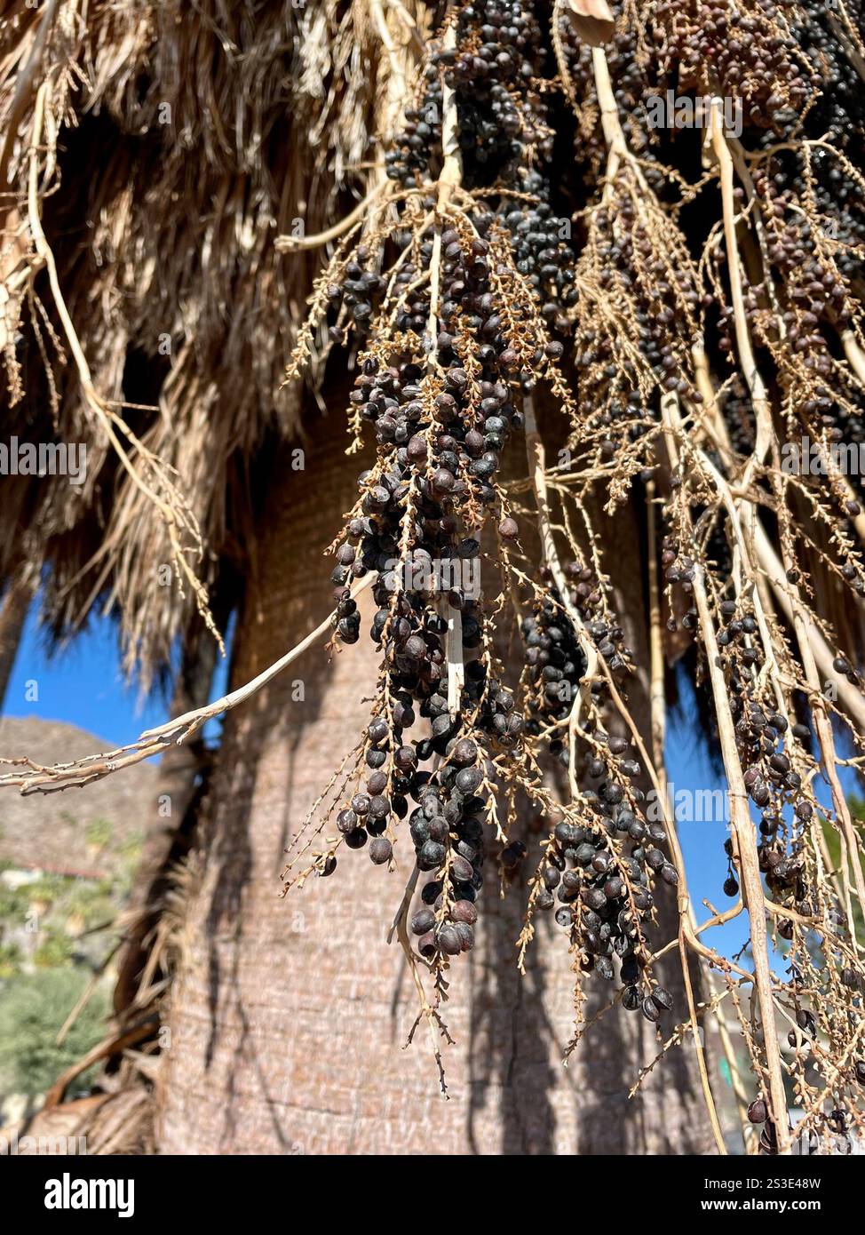 California fan palm (Washingtonia filifera Stock Photo - Alamy