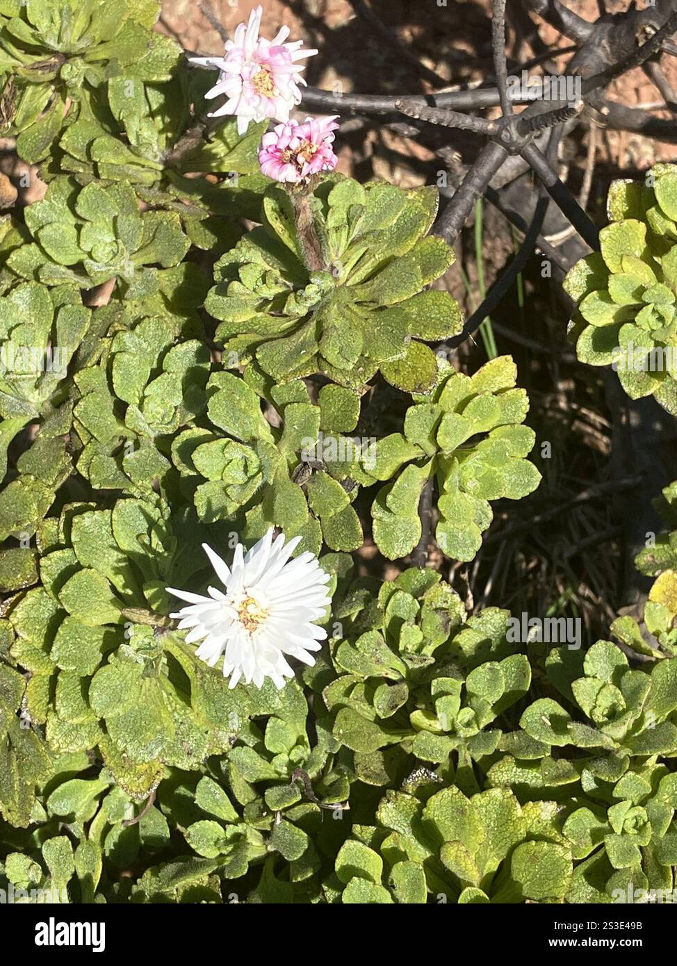 Scrubwood (Commidendrum rugosum Stock Photo - Alamy