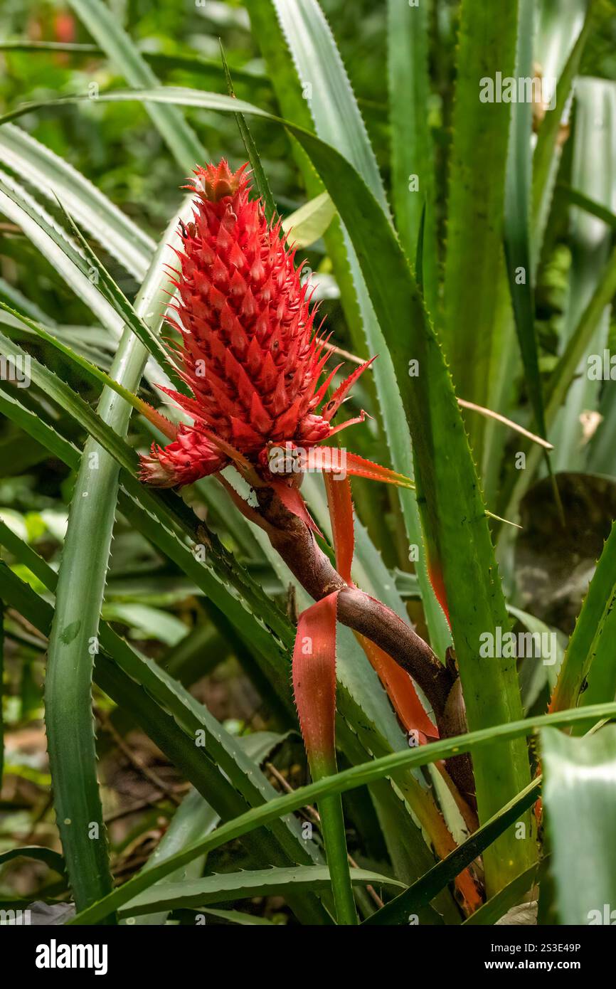 Ananas bracteatus hi-res stock photography and images - Alamy